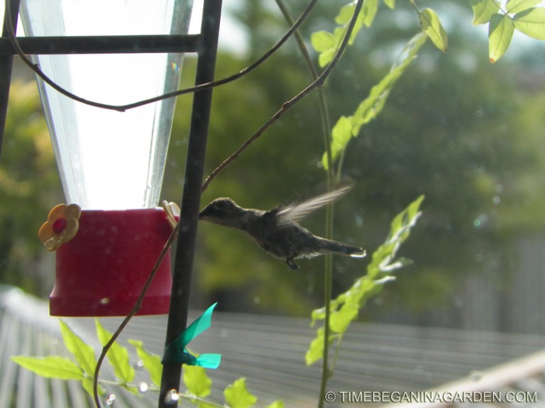 The Best DIY Hummingbird Nectar Recipe - 2 Simple And Safe Ingredients ...