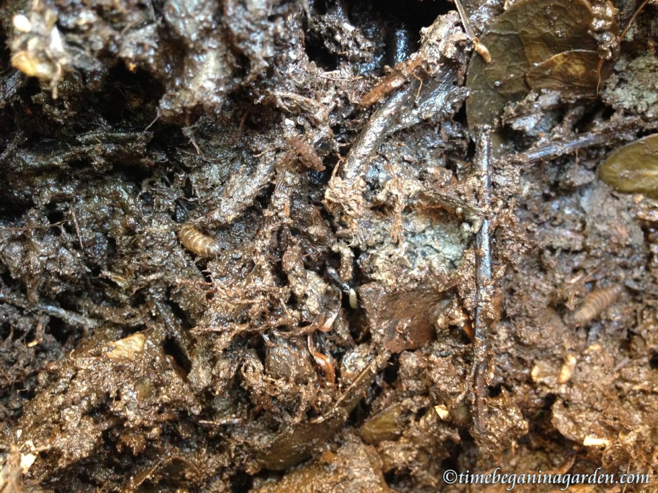 Black Soldier Fly Composting: Complete Guide And 7 Reasons To Start ...