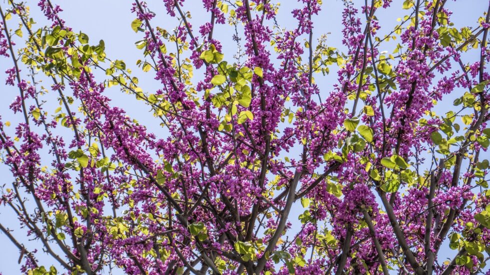 Everything You Need To Know About Growing The Eastern Redbud Tree ...