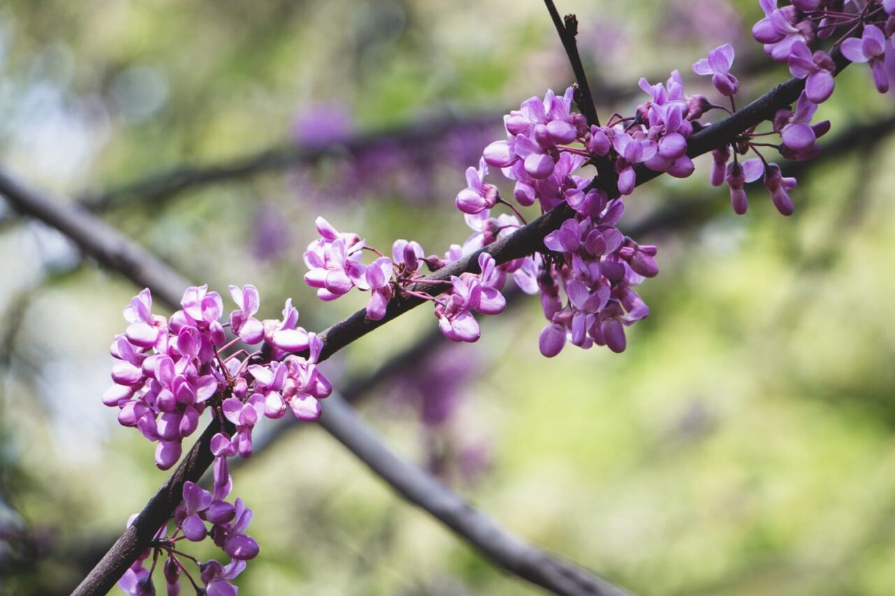 Everything You Need To Know About Growing The Eastern Redbud Tree ...