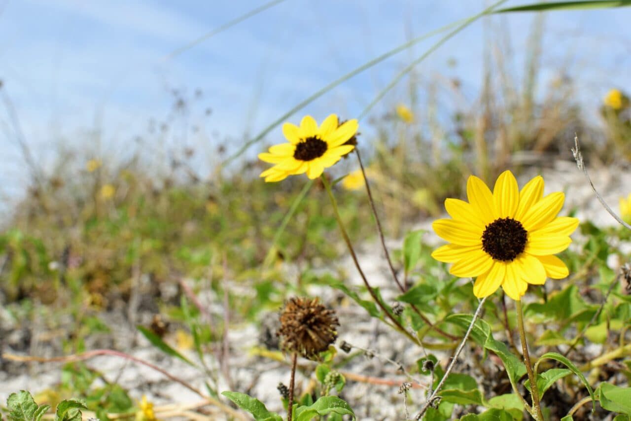 Top 10 Native Flowers Zone 9 Pollinator Garden - Live Love Garden