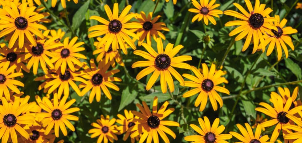 Top 10 Native Flowers Zone 9 Pollinator Garden - Live Love Garden