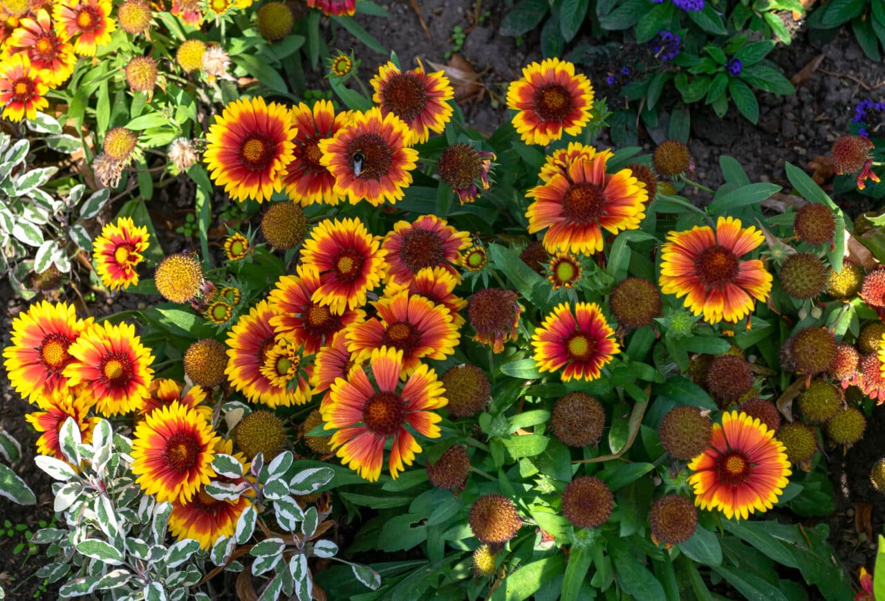 Top 10 Native Flowers Zone 9 Pollinator Garden - Live Love Garden