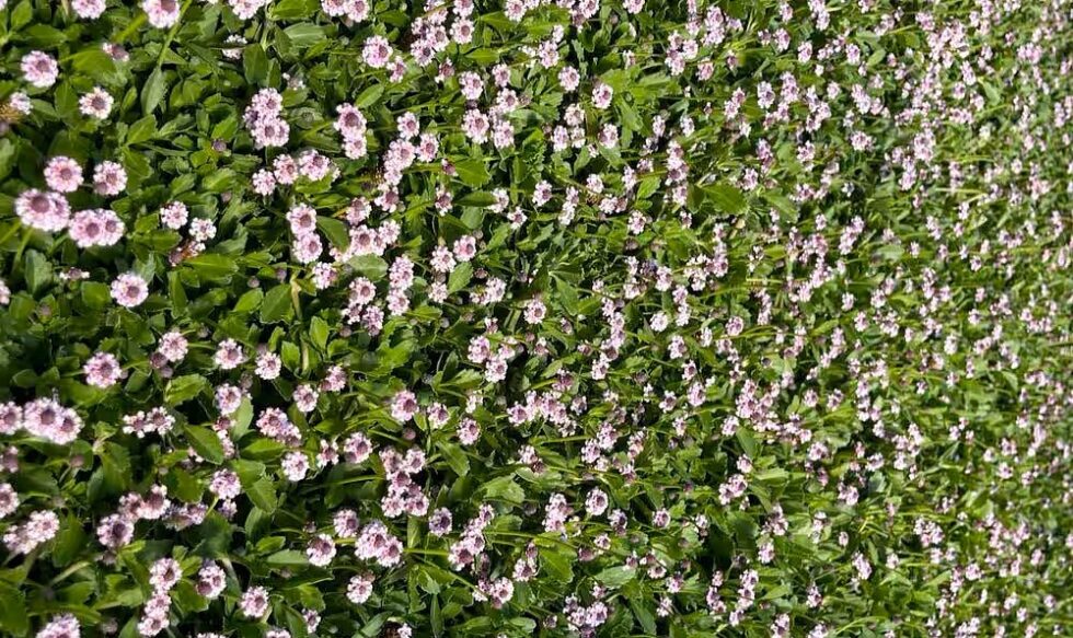 Frogfruit Groundcover: A Beautiful, Eco-Friendly Lawn Alternative ...