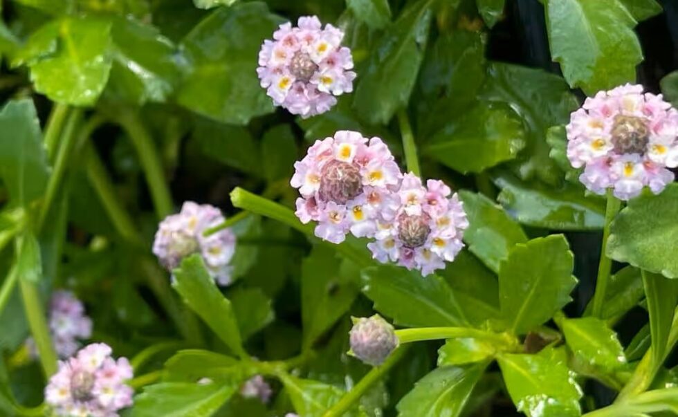 Frogfruit Groundcover: A Beautiful, Eco-Friendly Lawn Alternative ...