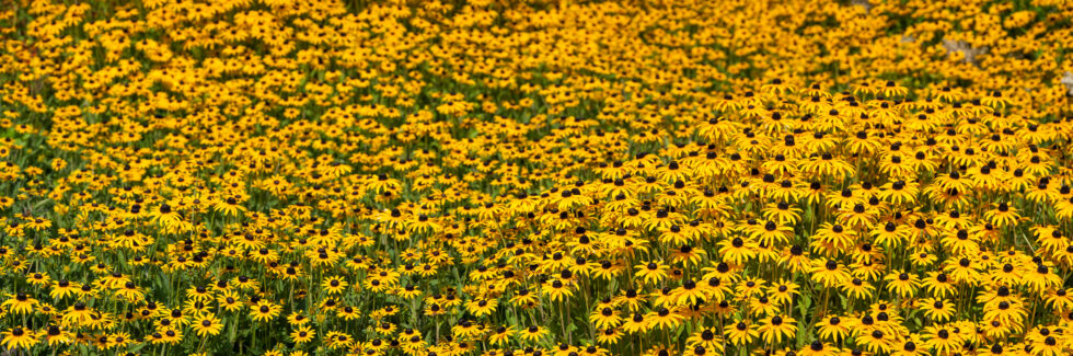 Top 10 Native Flowers Zone 9 Pollinator Garden - Live Love Garden