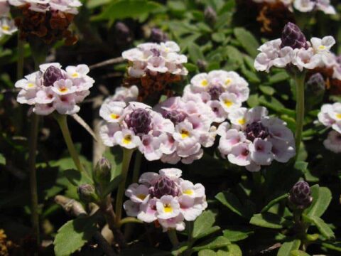 Frogfruit Groundcover: A Beautiful, Eco-Friendly Lawn Alternative ...