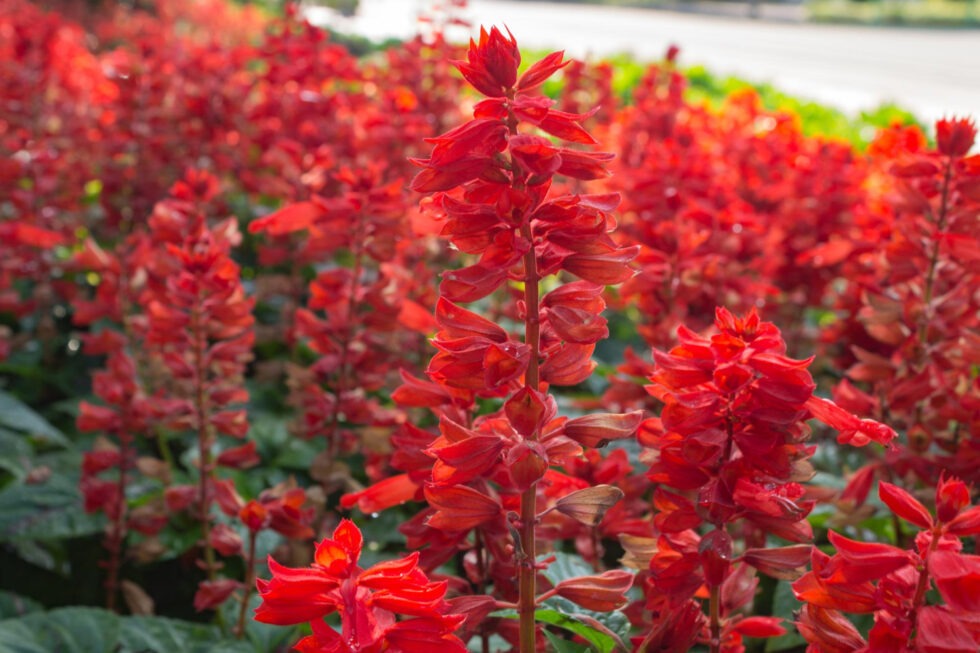 Top 10 Native Flowers Zone 9 Pollinator Garden - Live Love Garden