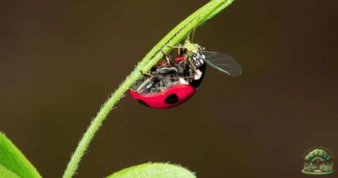 15 Incredible Benefits Of Ladybugs In The Garden (And How To Attract ...