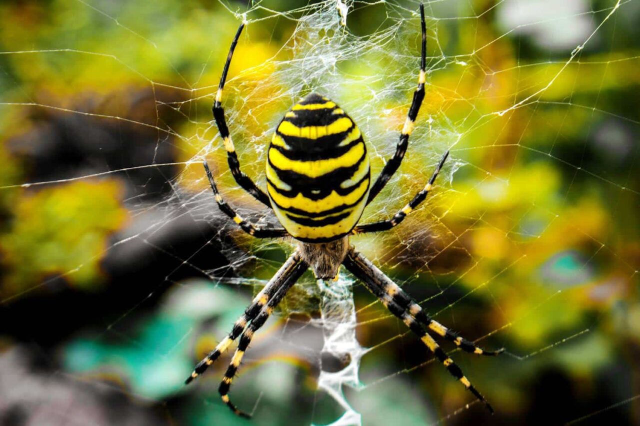 The Black And Yellow Garden Spider - Live Love Garden