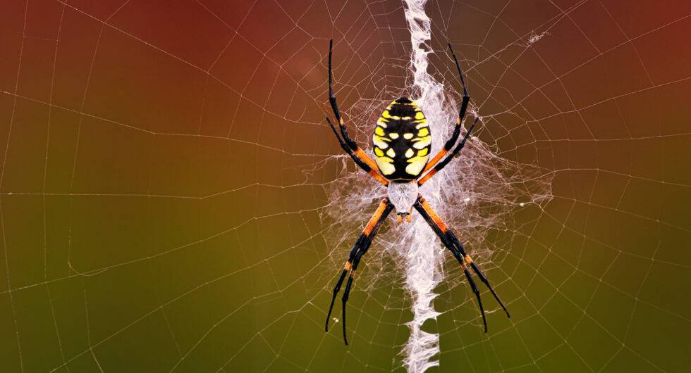 The Black And Yellow Garden Spider - Live Love Garden