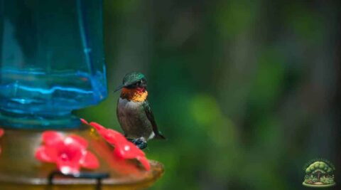 The Best DIY Hummingbird Nectar Recipe - 2 Simple And Safe Ingredients ...