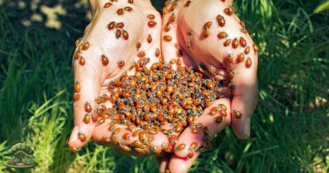 15 Incredible Benefits Of Ladybugs In The Garden (And How To Attract ...