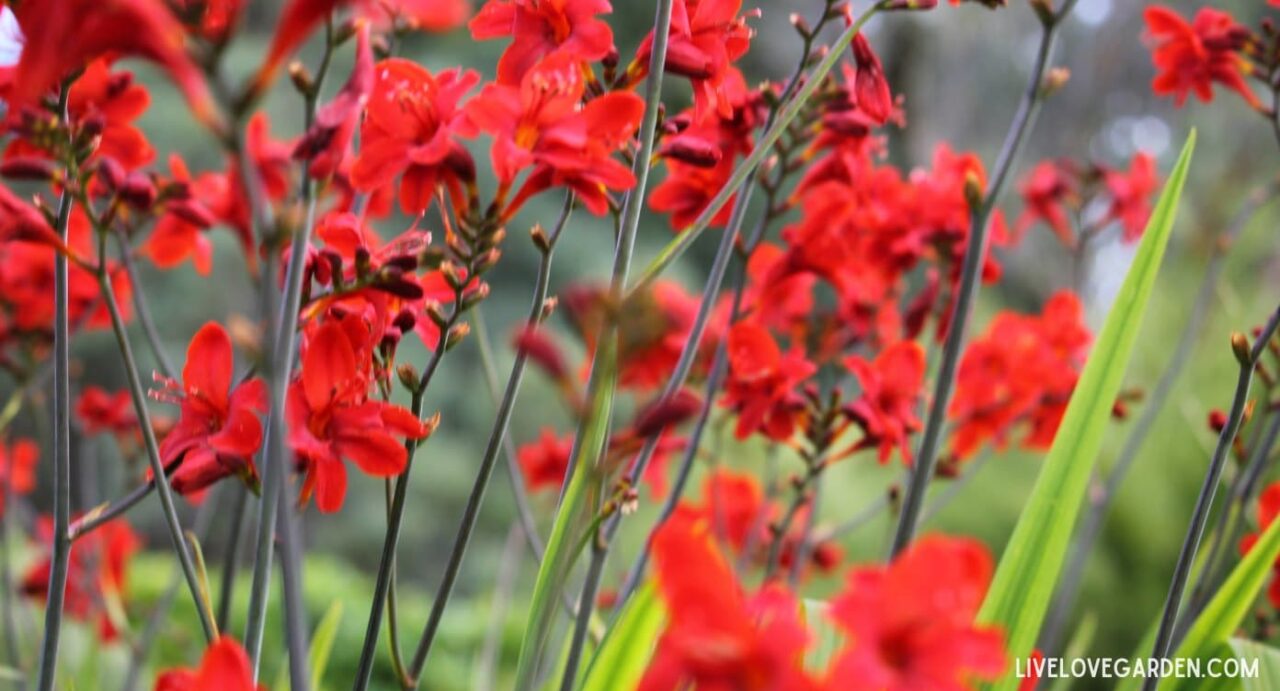 Top 10 Native Flowers Zone 6 – Pollinator-Friendly Sustainable Picks ...