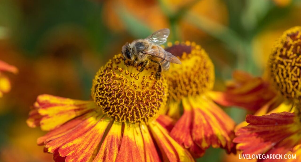 Top 10 Native Flowers Zone 6 – Pollinator-Friendly Sustainable Picks ...