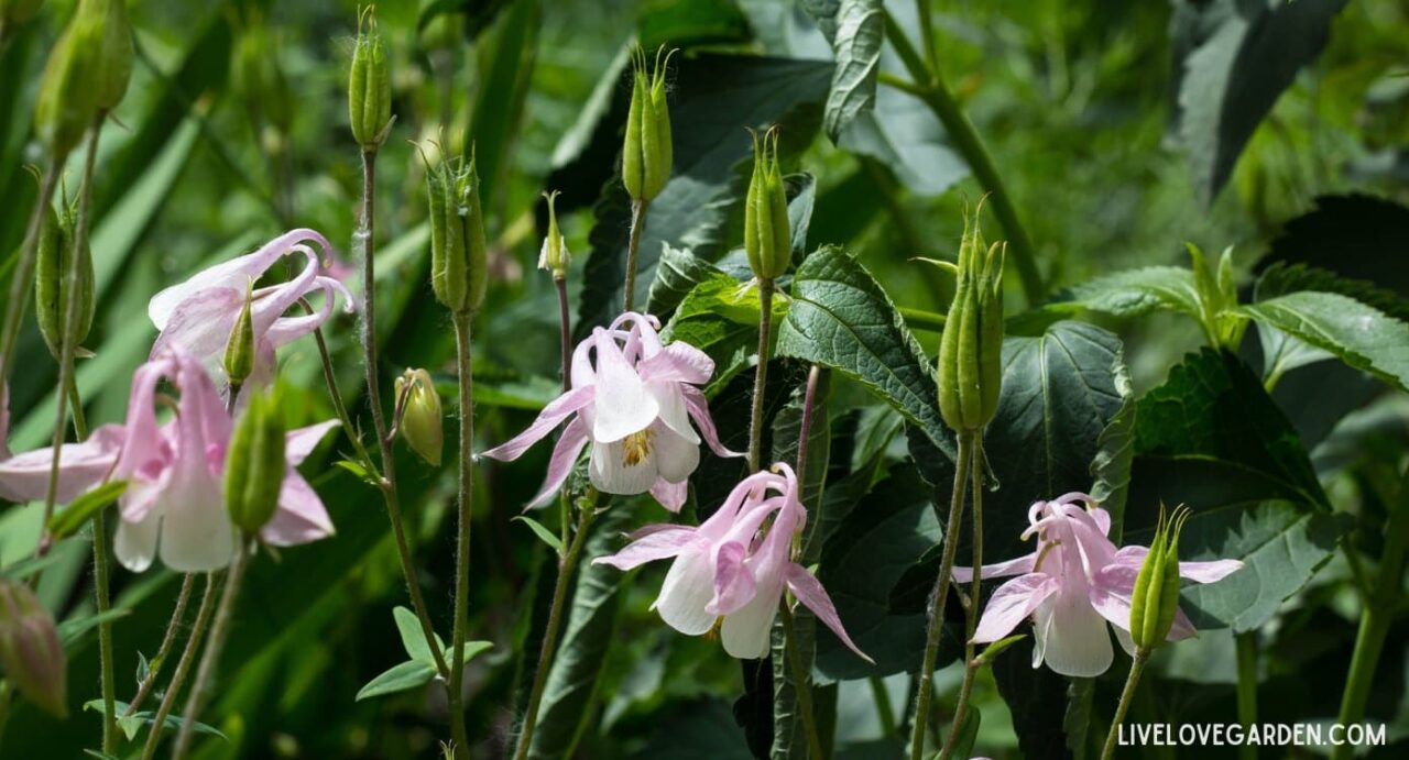Top 10 Native Flowers Zone 6 – Pollinator-Friendly Sustainable Picks ...