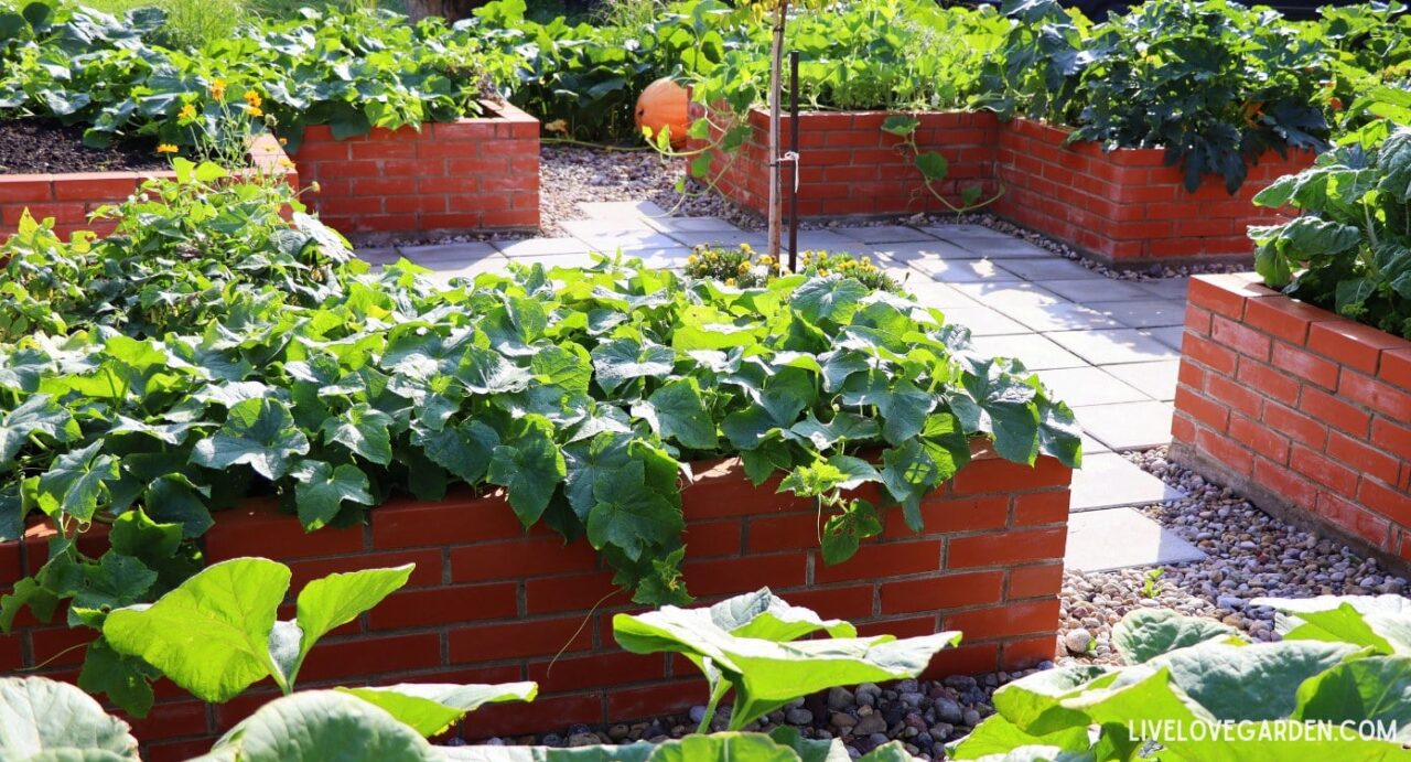 Growing Edible Summer Crops In Small Spaces: 8 Great Crops For Urban ...